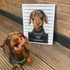 Pet Mugshot - Custom Canvas | Guilty Paws